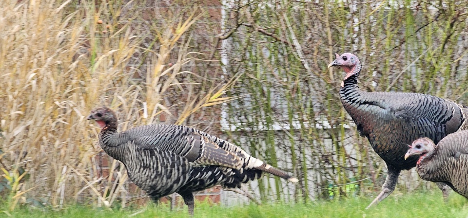 Hen Turkeys | RonaldBerry | Blipfoto