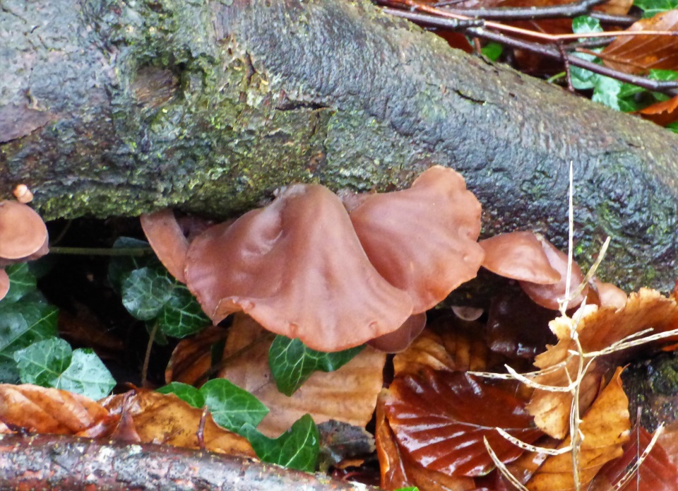 Ear Fungi | monkey | Blipfoto