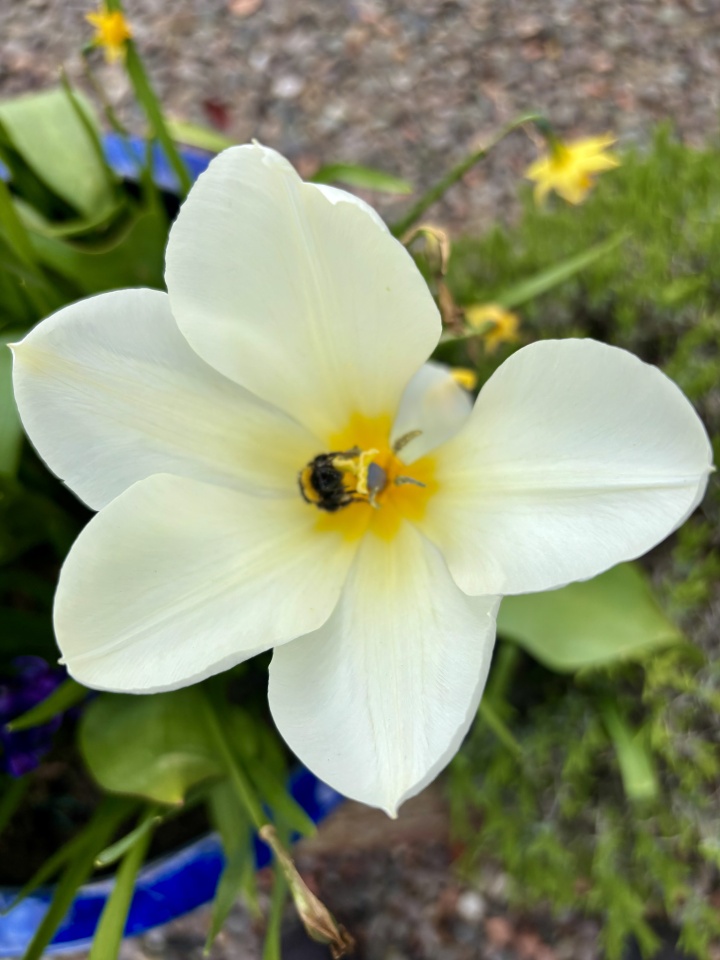 Bee-utiful. | jimbo2750 | Blipfoto