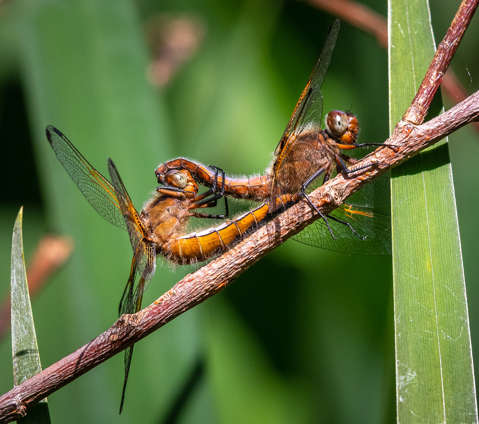 Dragonfly Hug | AH14 | Blipfoto
