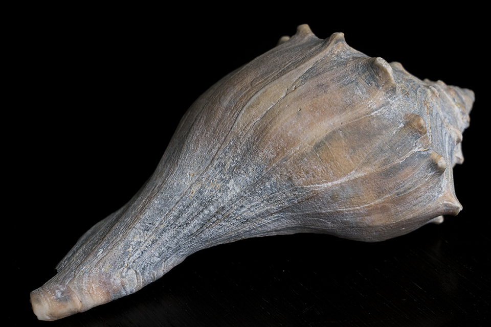 shell | standingTree | Blipfoto