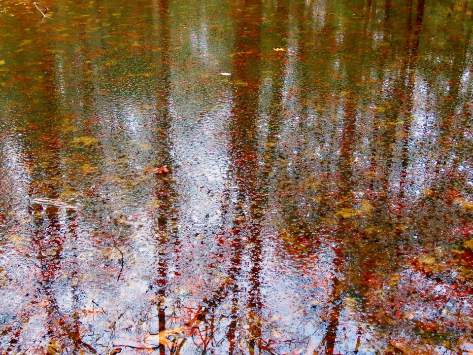 Vernal Pond Reflections: A Pointillist's Dream | GirlWithACamera | Blipfoto
