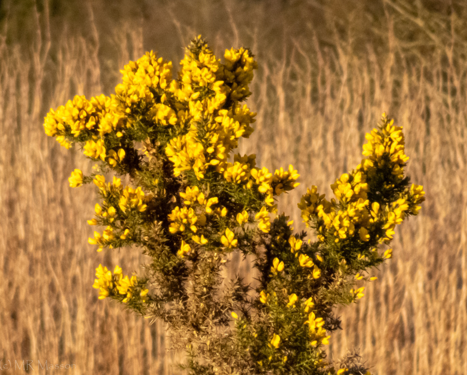 Gorse bush | DarkEyedMary | Blipfoto