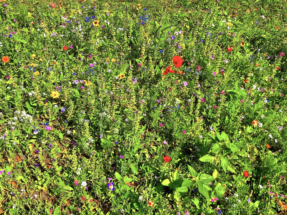 AM11:18 I noticed small flower field in South Park | takaya | Blipfoto