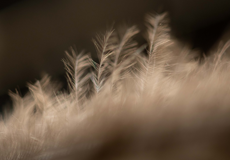 Feather landscape | Aliscotia | Blipfoto