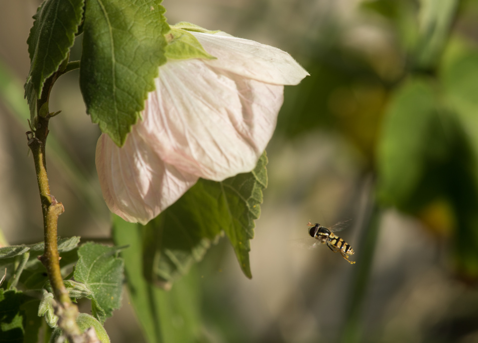 Not bovered | jensphotos | Blipfoto