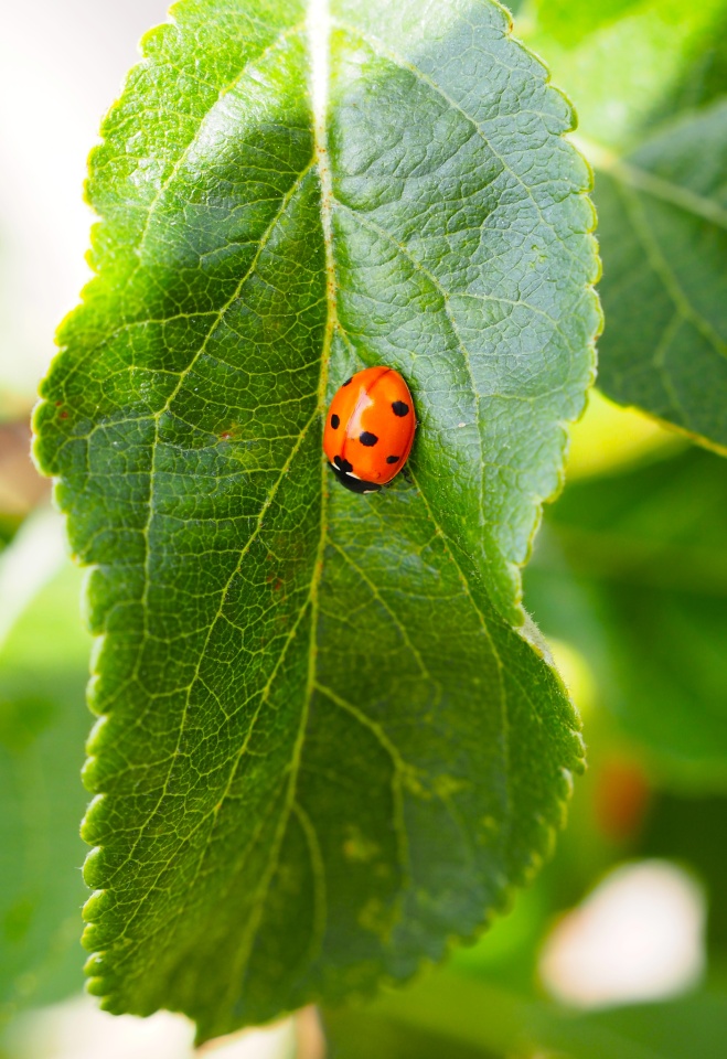 Ladybird invasion in Weston | WorleWanderer | Blipfoto
