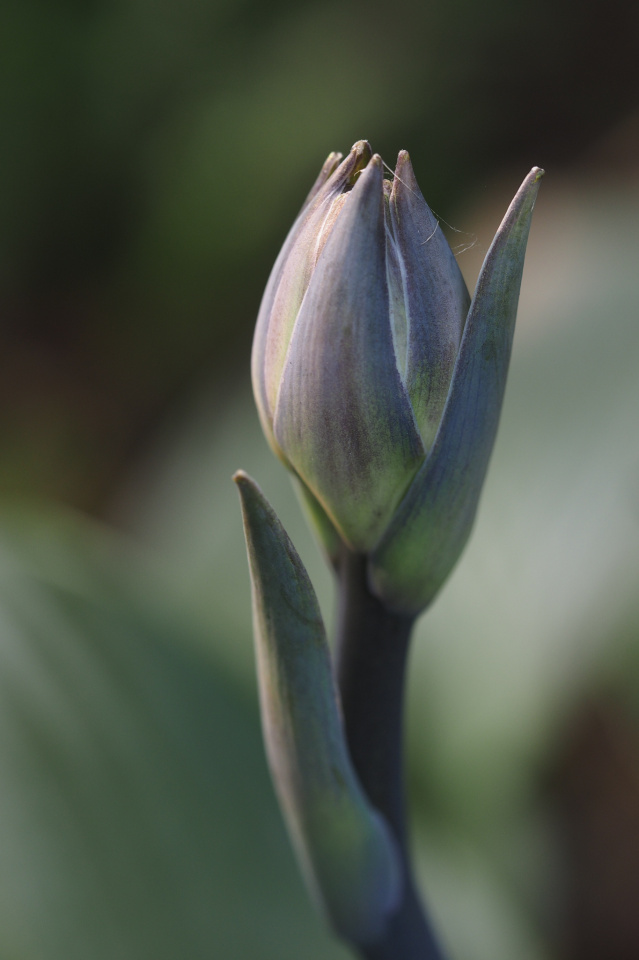 Hosta Bud | trisharooni | Blipfoto