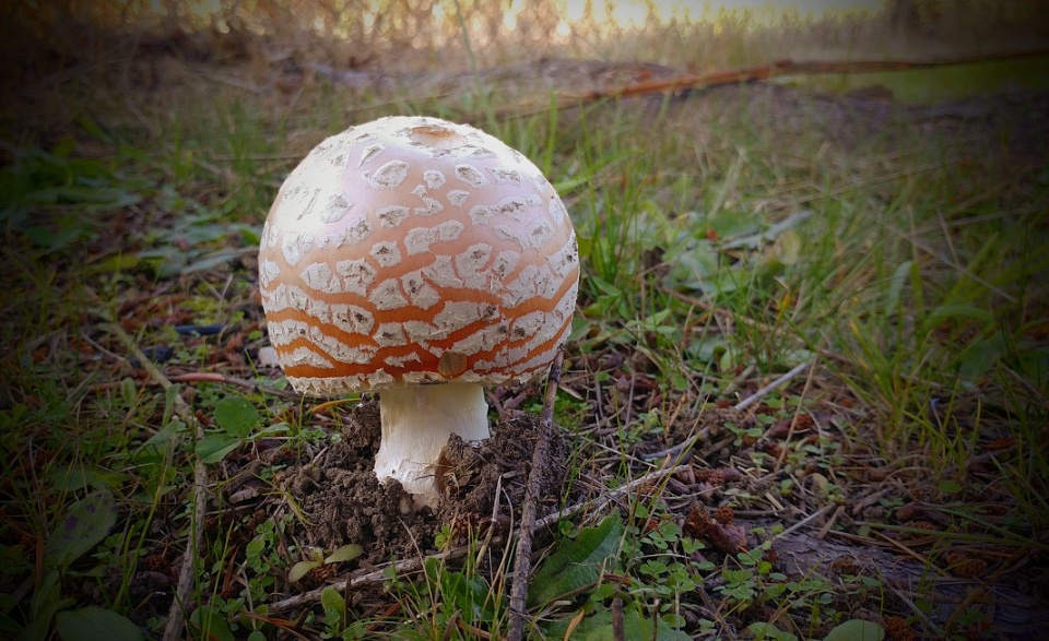 Mushrooms!! Agaric Amanita Muscaria | Carolina | Blipfoto