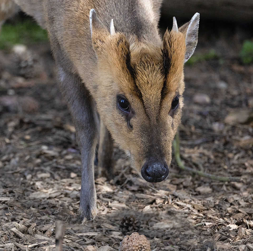 Hungry Muntjac | Hillyblips | Blipfoto