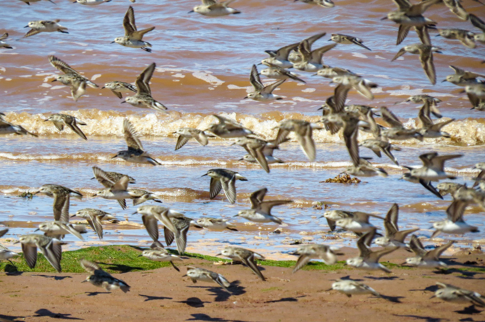 Sandpiper migration | KathyH58 | Blipfoto
