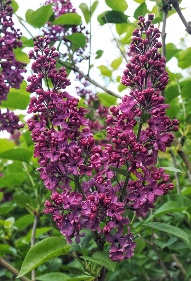 Lilac | Technophobe | Blipfoto