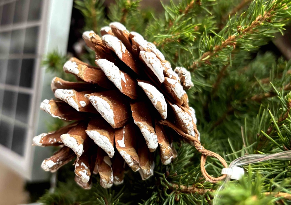 Pine Cone | arkensielphoto | Blipfoto