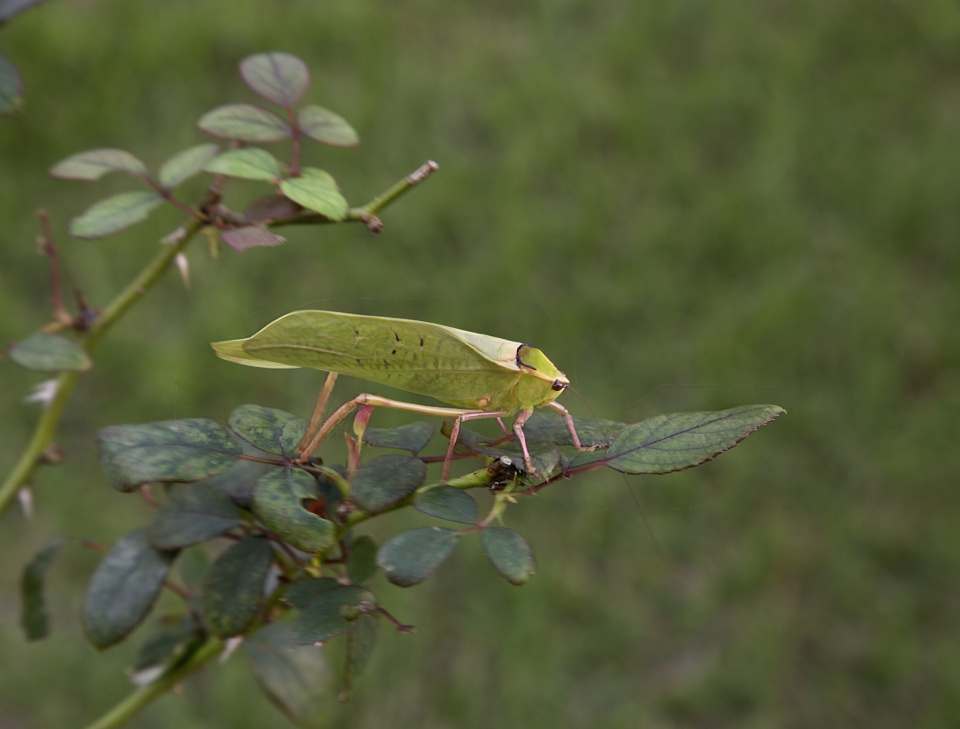Grasshopper | bugsman | Blipfoto