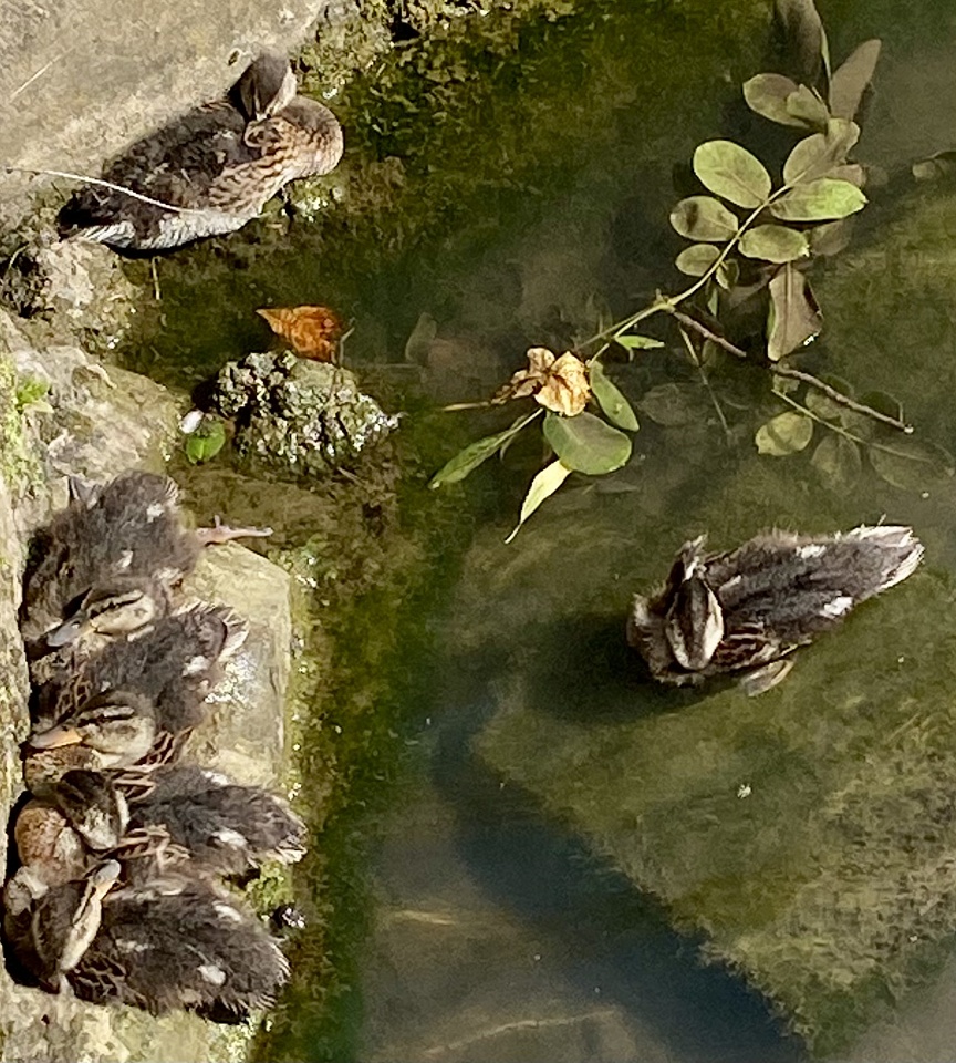 Hello Ducky. | jimbo2750 | Blipfoto