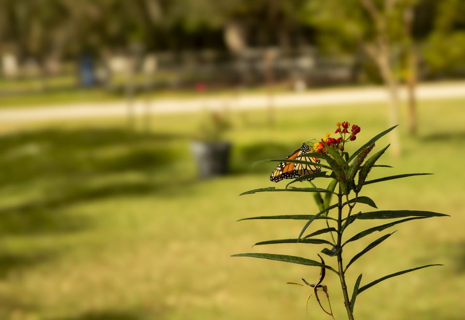 Still Thriving | bugsman | Blipfoto