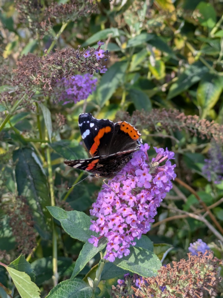 Butterfly | archibr1 | Blipfoto