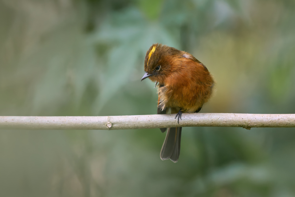 Cheeky | Sheol | Blipfoto