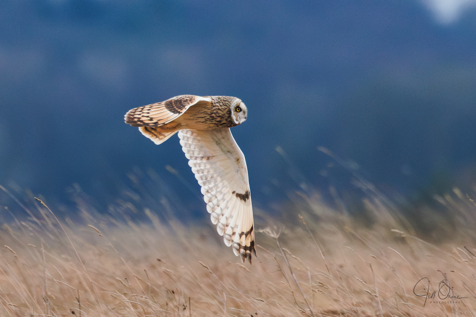 Result | JDO | Blipfoto