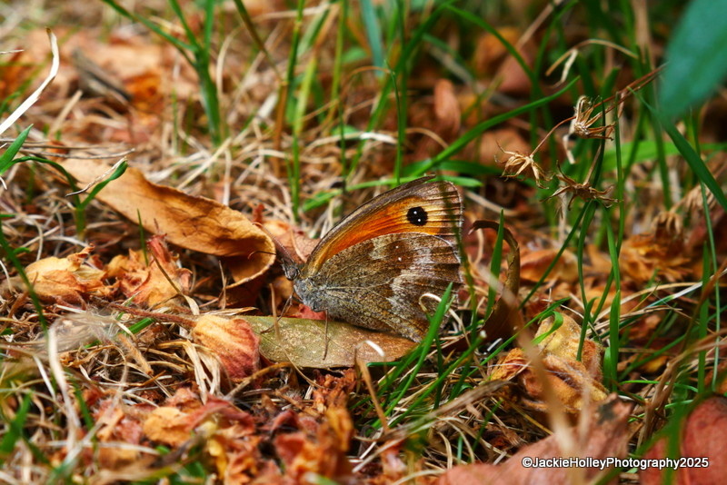 Camouflaged | ThingsBeautiful | Blipfoto