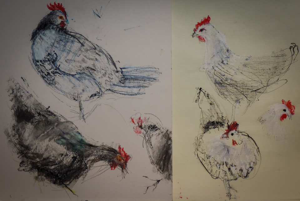 Chicken sketches (EB) | DarkEyedMary | Blipfoto