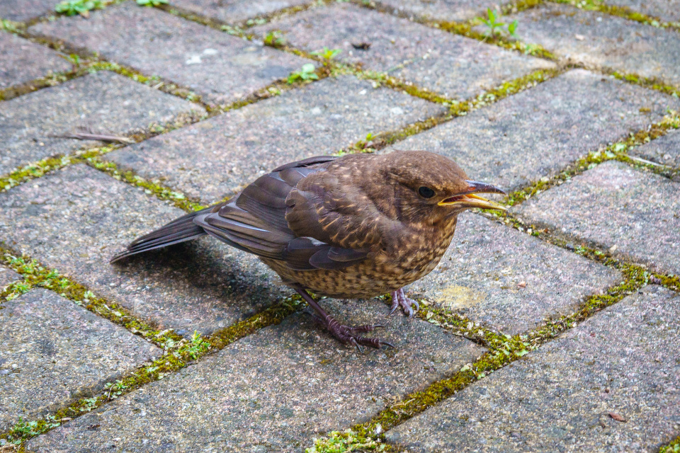 Stunned | madwill | Blipfoto