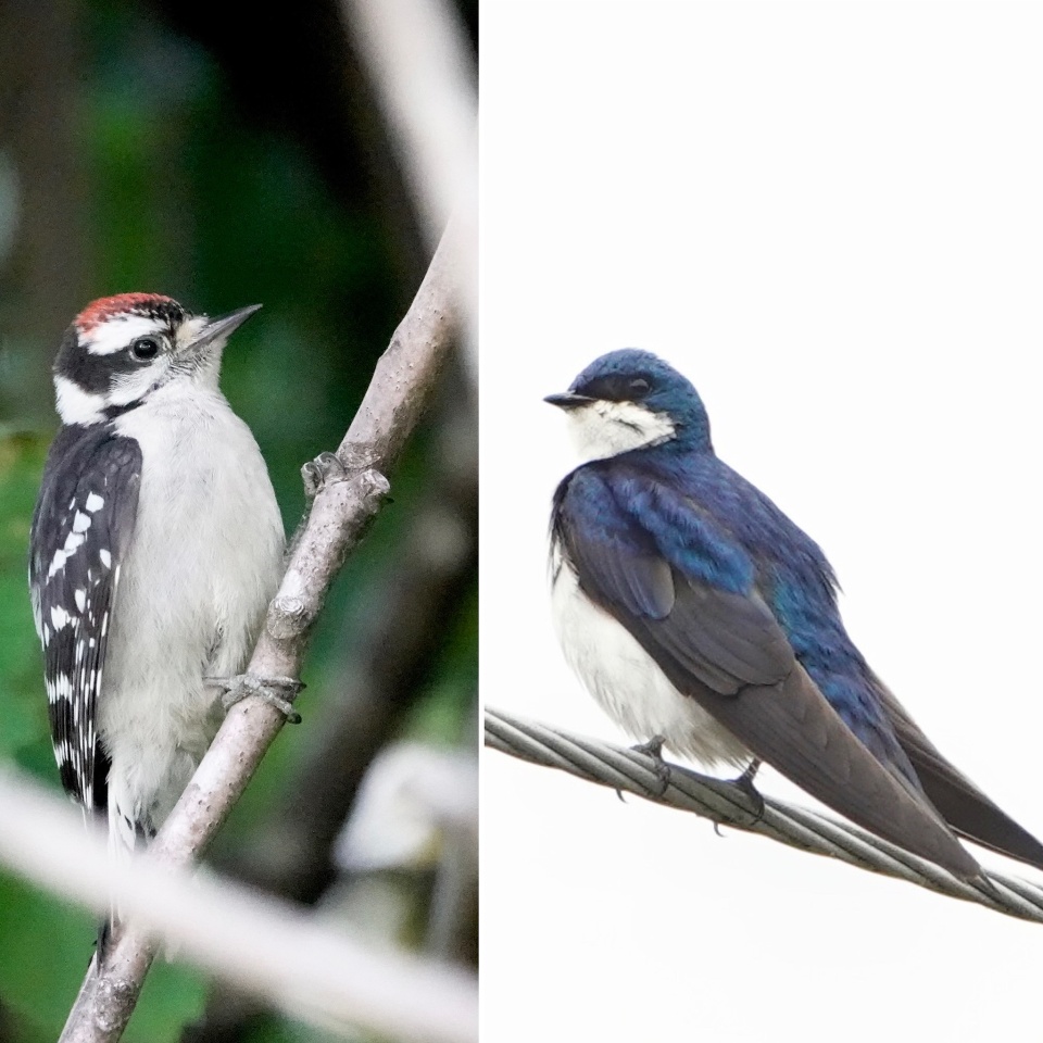 Woodpecker & Swallow | Kimb | Blipfoto