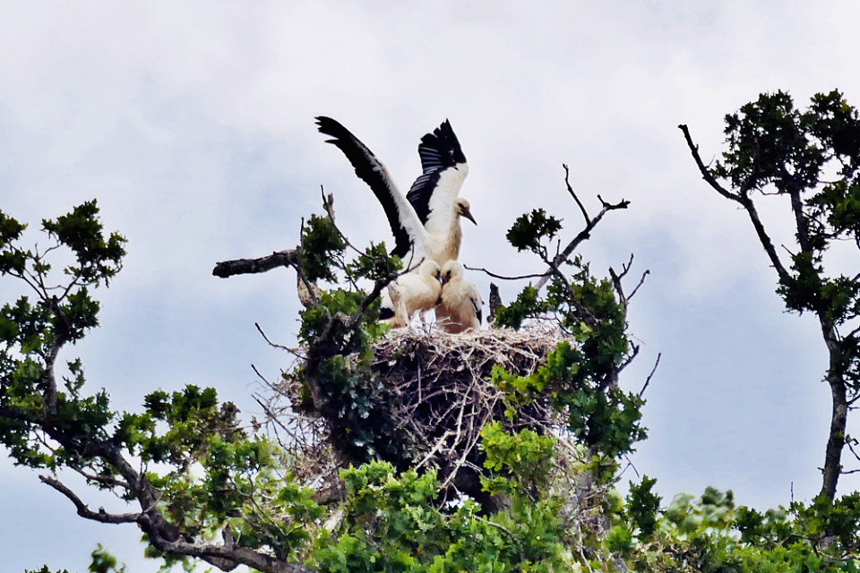 The White Stork Project | KarenC | Blipfoto