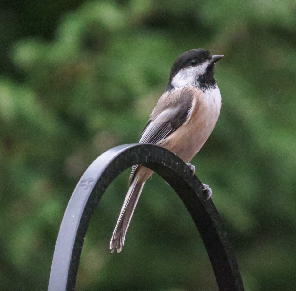 Chickadee-dee-dee | KathyH58 | Blipfoto