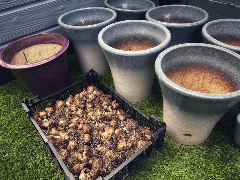 Bulbs and empty pots | ApolloFly | Blipfoto