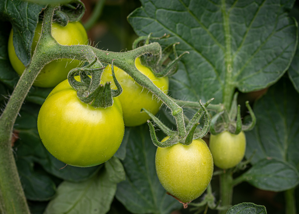 TOMAYTO TOMARTO - LET'S CALL THE WHOLE THING OFF | flavia13 | Blipfoto