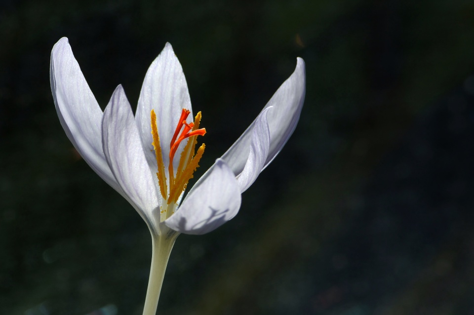 Crocus asumaniae | TonyG | Blipfoto