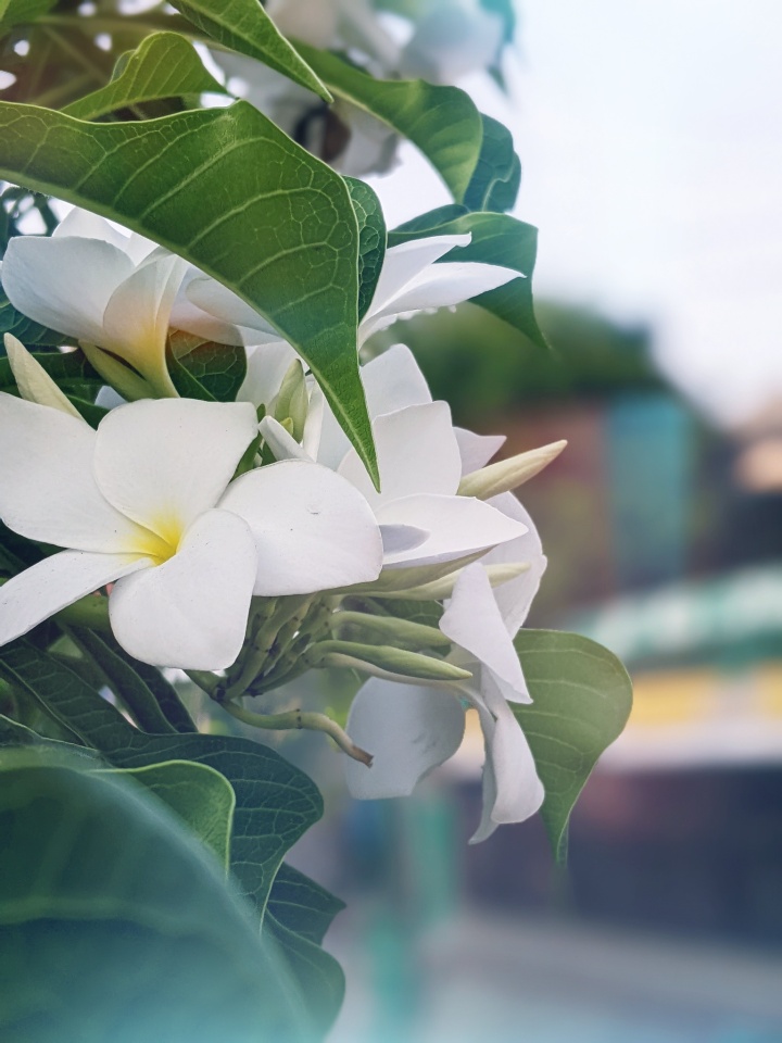 /Frangipani// pluːˈmɛriə /Kalatsutsi | sofiavillanueva | Blipfoto