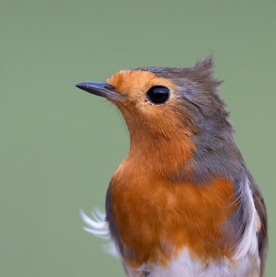 Windswept | Hillyblips | Blipfoto