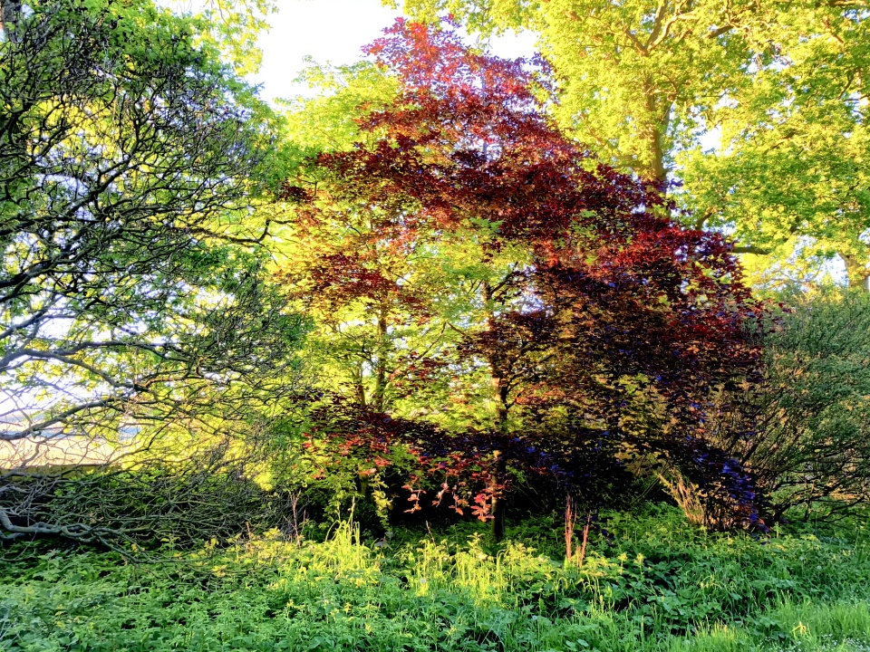 Dead And Alive | Dakers | Blipfoto