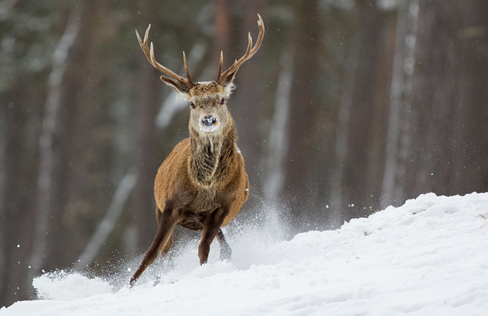 Red Deer in the Snow | HelenJG | Blipfoto