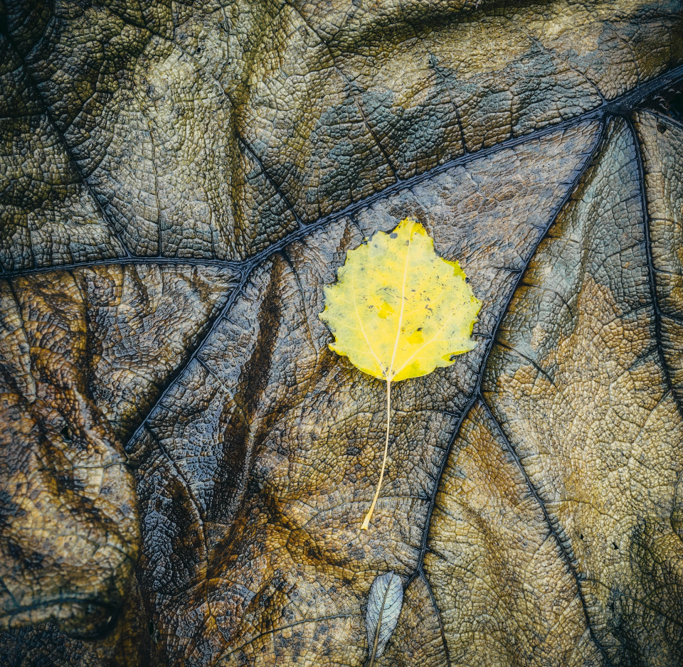 Elephant hide? | freespiral | Blipfoto
