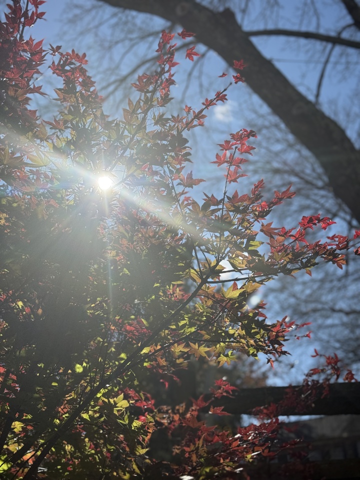 Summer Gold | Energia | Blipfoto