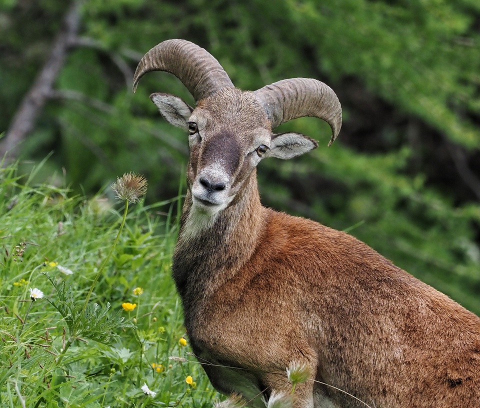 Portrait of a Wild Mouflon (sheep). | HilarysView | Blipfoto
