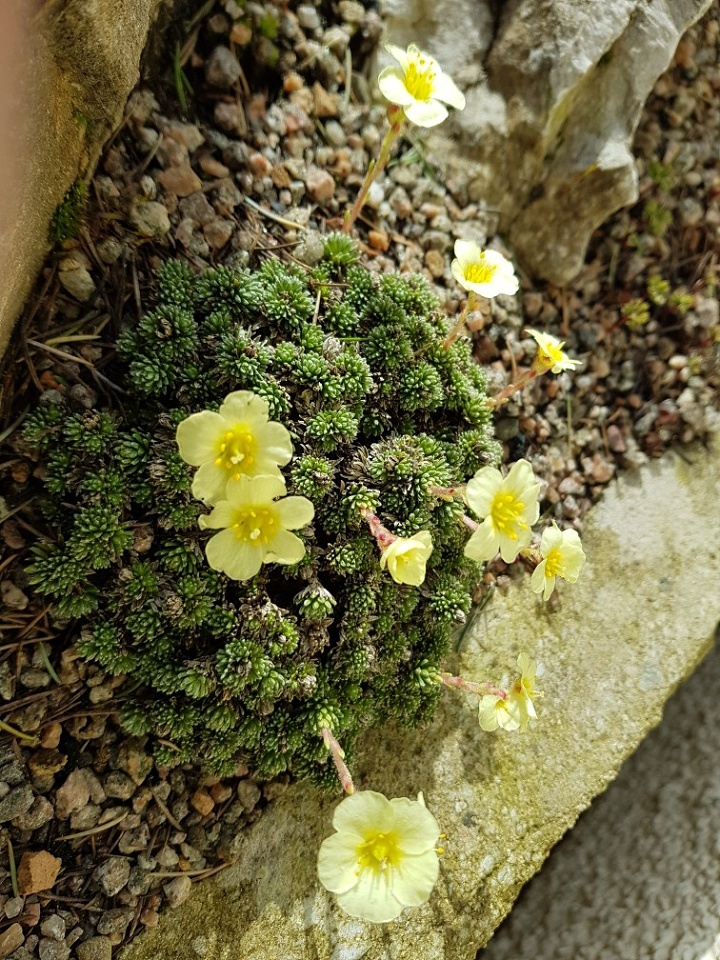 Alpine trough | Keithspics | Blipfoto