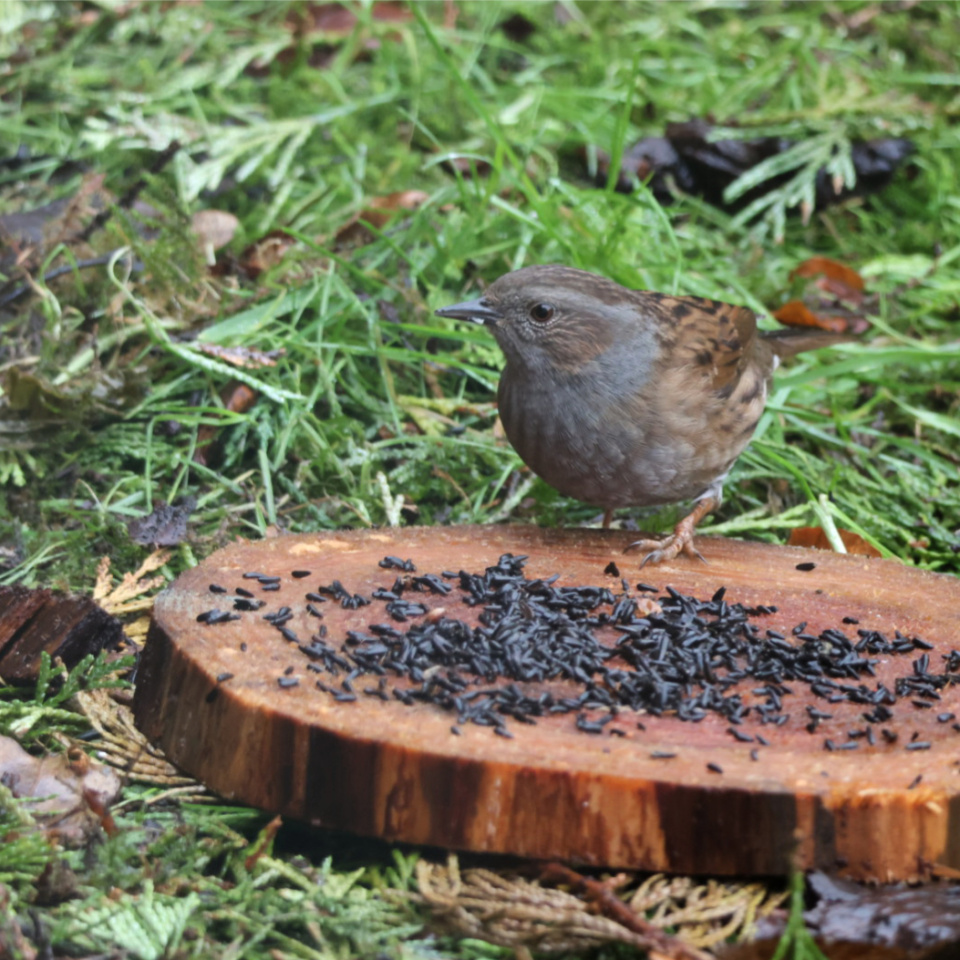 Dunnock | CherryR | Blipfoto