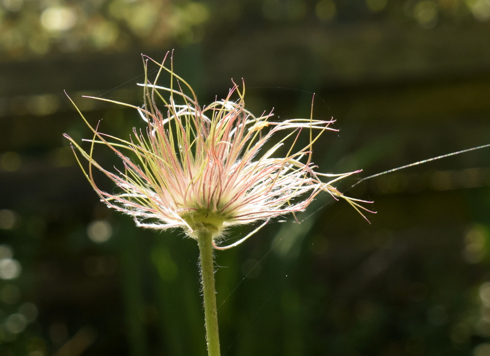 Gossamer | rat | Blipfoto