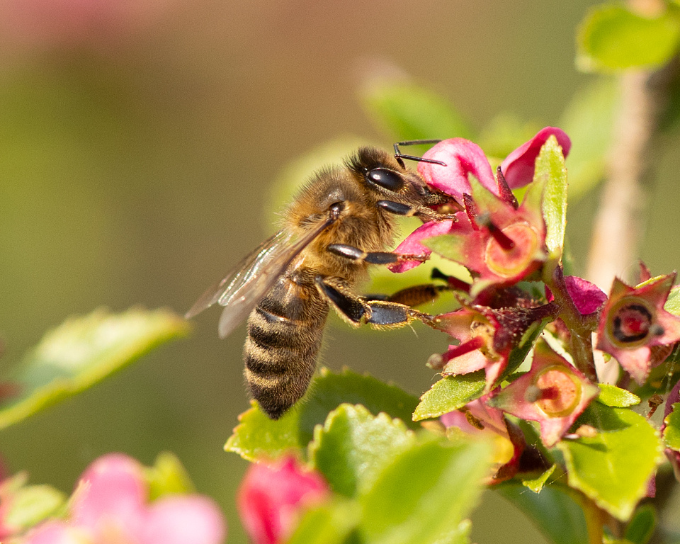 Honeybun | Hillyblips | Blipfoto