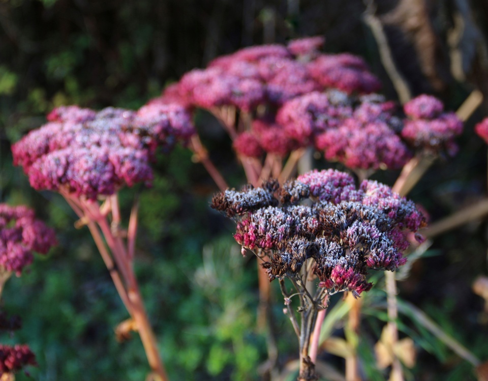 Frosty Pink | thebear | Blipfoto