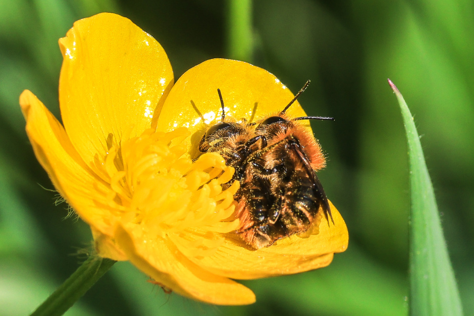 Cuddling Bees | MsQuizzical | Blipfoto