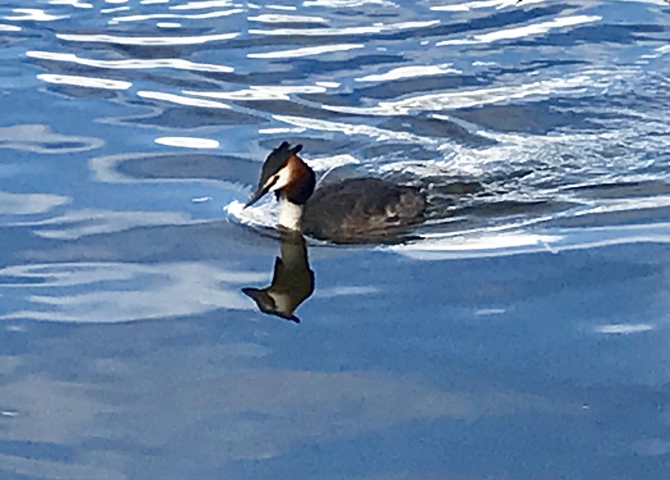Great Crested Grebe in... | MissRAble | Blipfoto