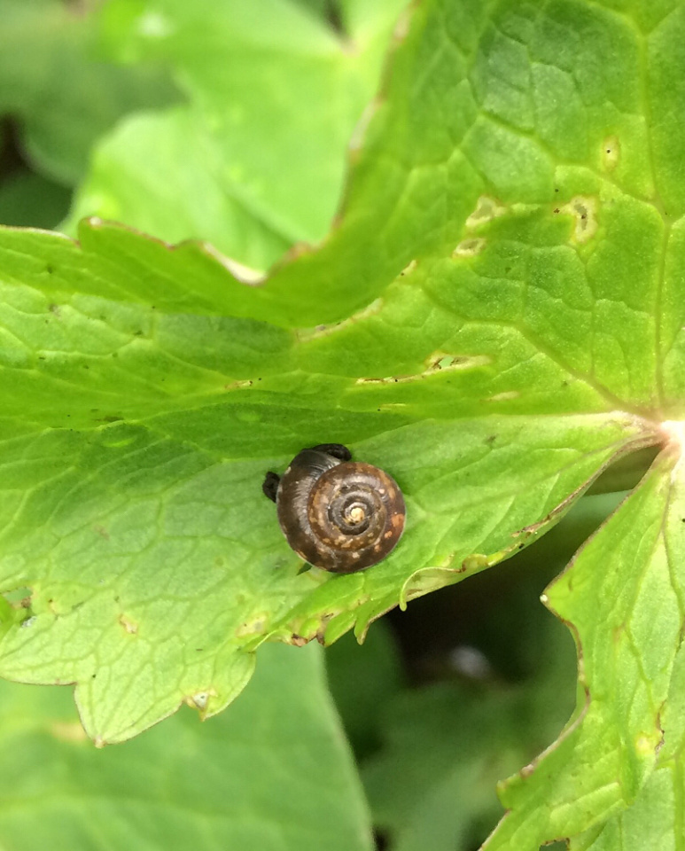 Curly whirly 2 | rosewiles7 | Blipfoto