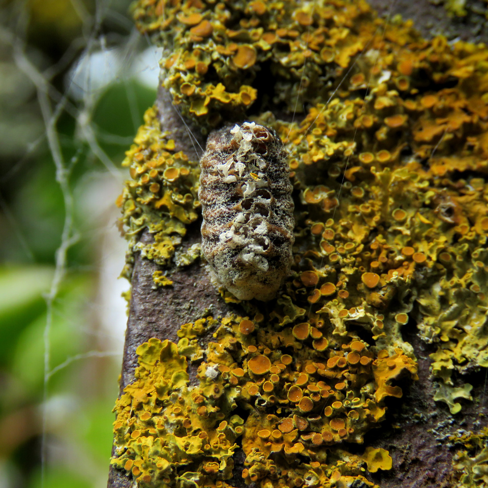 Skedaddled! | cabbagetree | Blipfoto