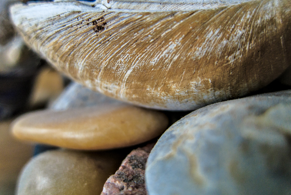 Shell n Stones | alfthomas | Blipfoto