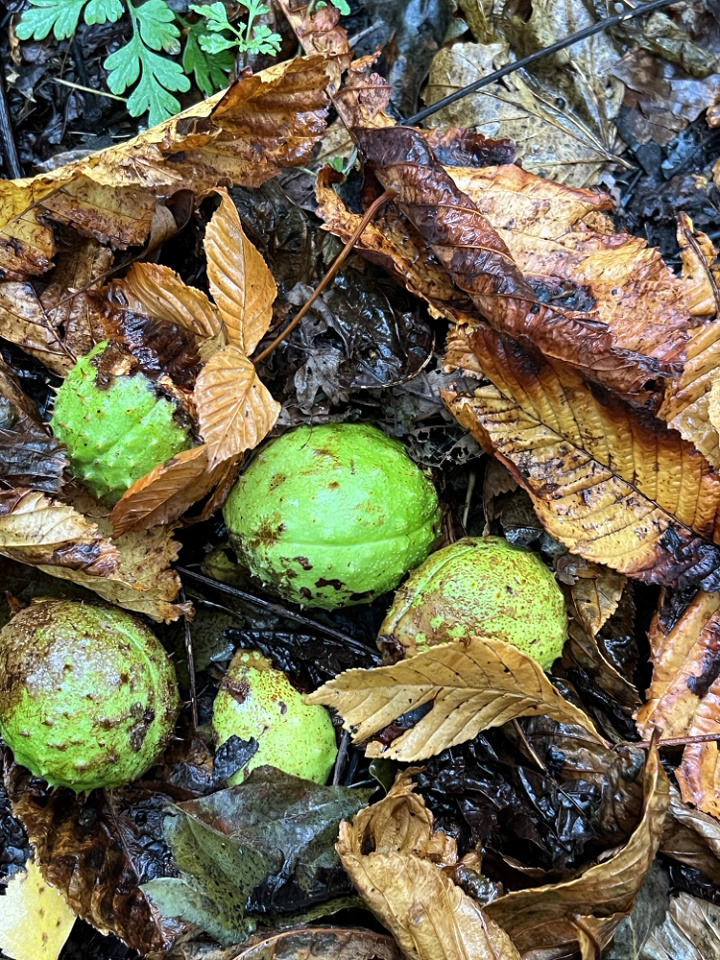 Conker time | Romay | Blipfoto